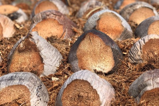 Poria Cocos Extract Freshly Cosmetics